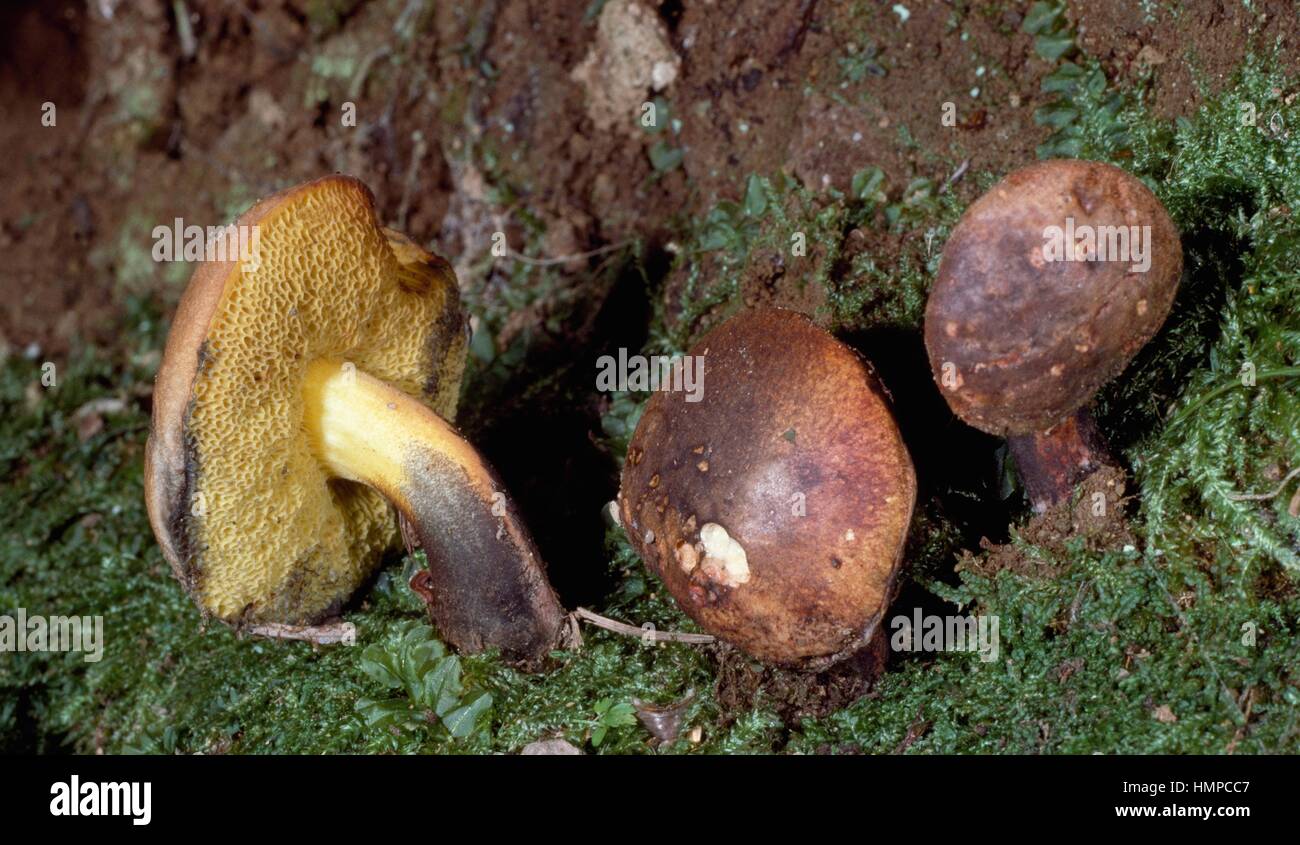 Inkstain Bolete (Boletus pulverulentus or Xerocomus pulverulentus ...