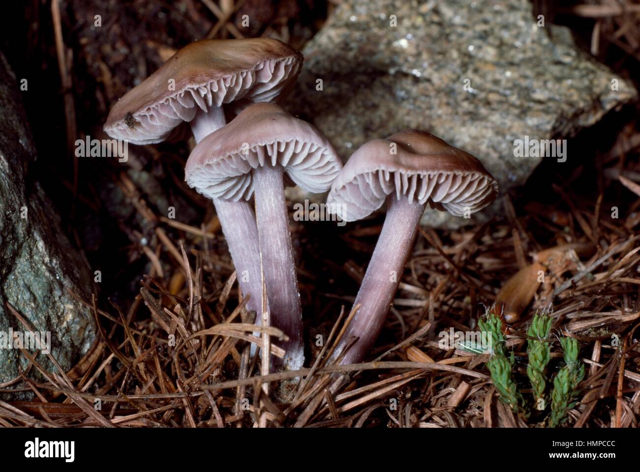 Lilac bonnet (Mycena pura), Tricholomataceae Stock Photo - Alamy