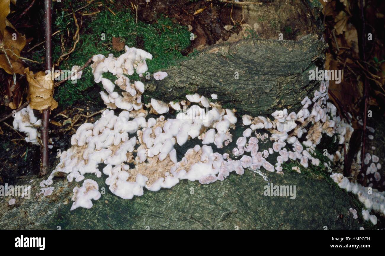 Common ink hi-res stock photography and images - Alamy