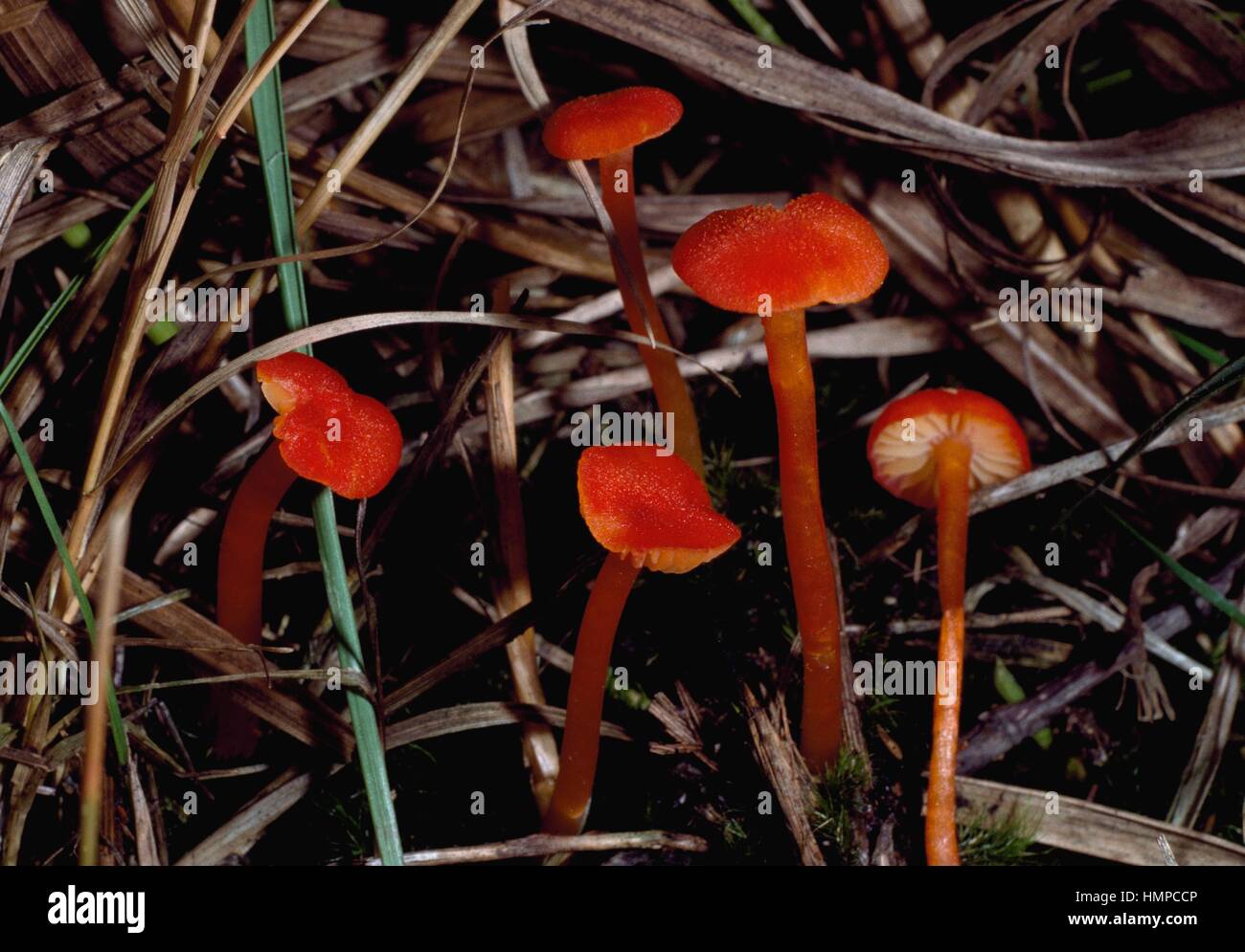 Vermilion waxcap (Hygrocybe miniata), Hygrophoraceae Stock Photo - Alamy