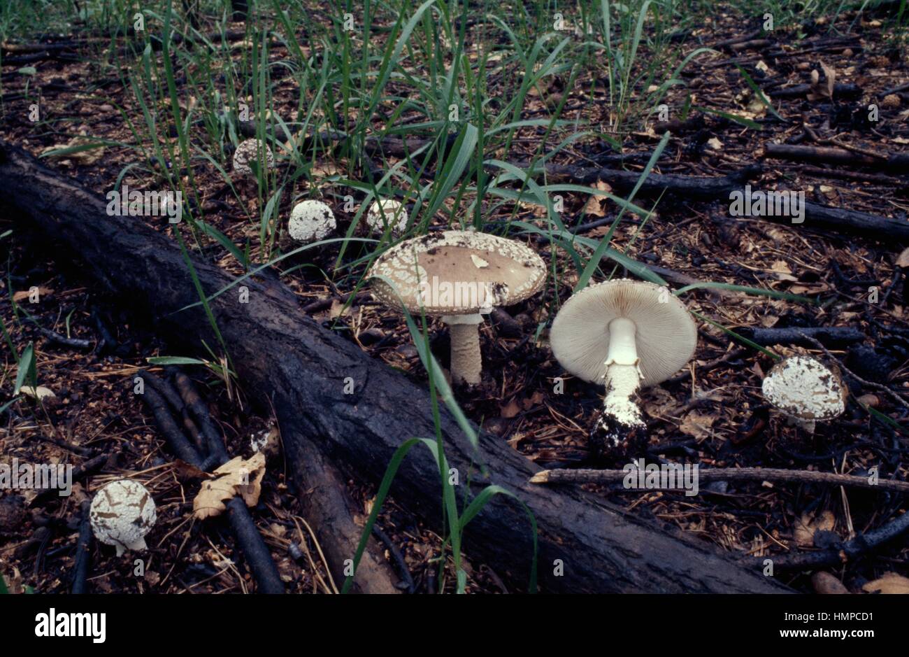 Panther cap or False Blusher (Amanita Pantherina), Amanitaceae Stock ...