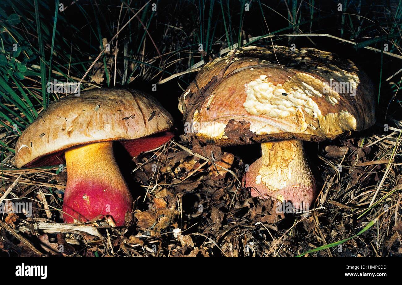 Satanas hi-res stock photography and images - Alamy