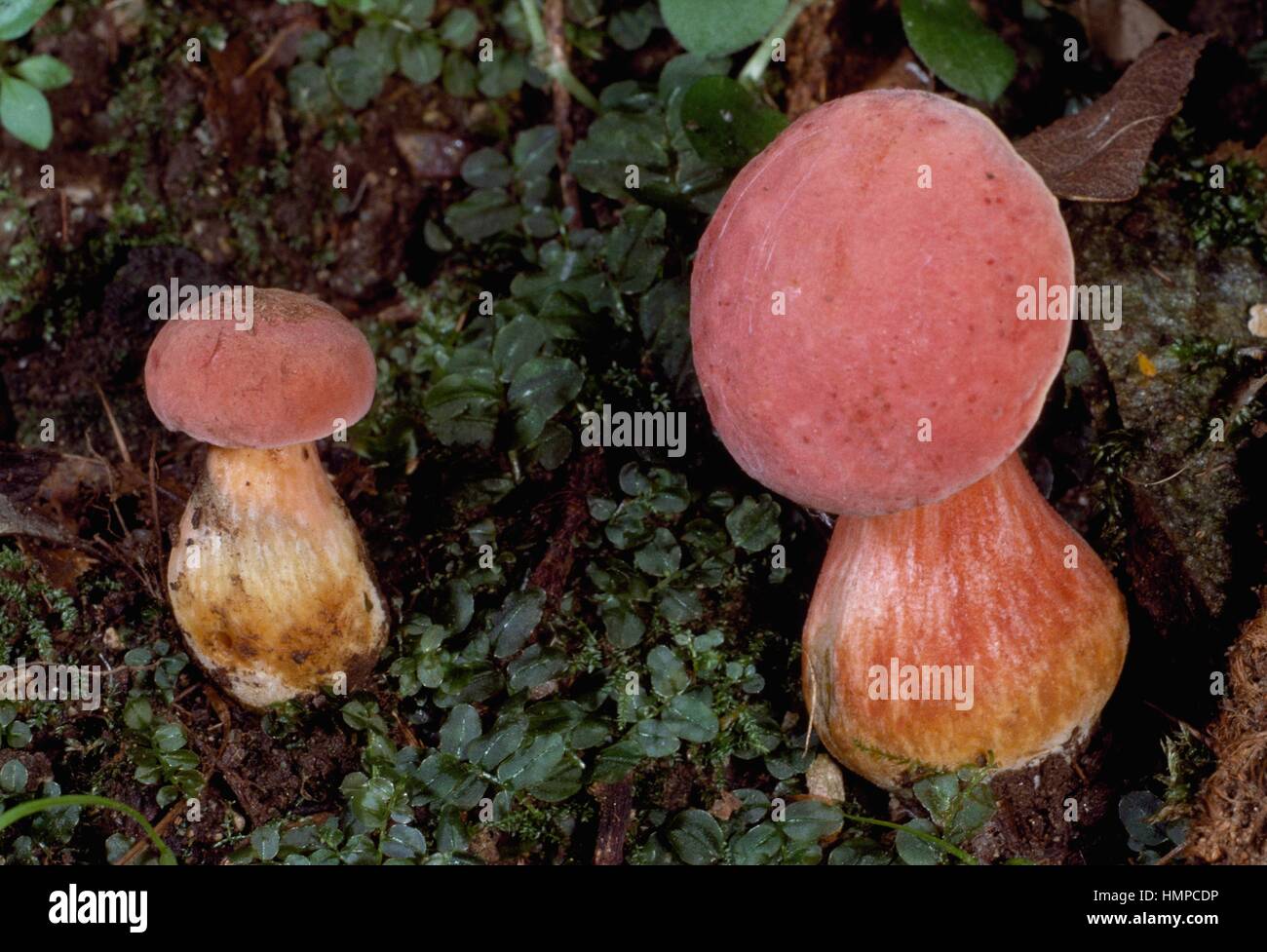 Ruby Bolete (Boletus rubellus or Boletus versicolor), Boletaceae Stock ...