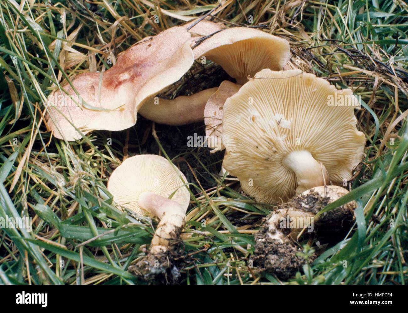 Variegated tricholomopsis hi-res stock photography and images - Alamy