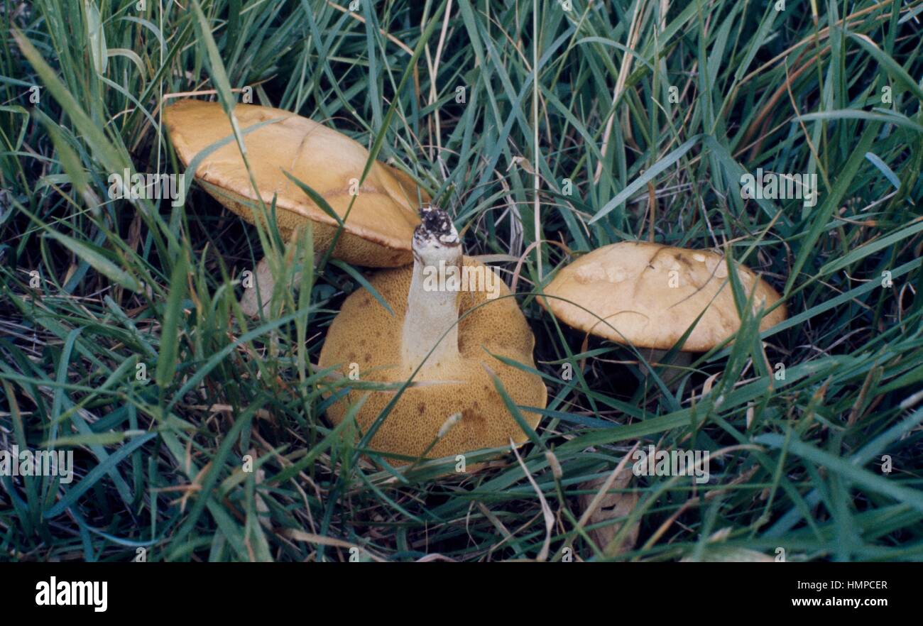 Weeping bolete or Granulated bolete (Suillus granulatus), Suillaceae ...