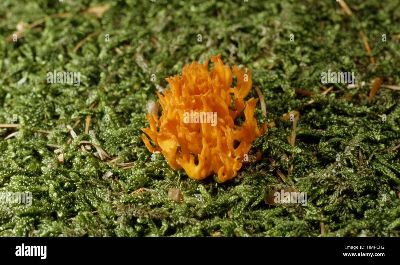 Clavaria muscoides hi-res stock photography and images - Alamy