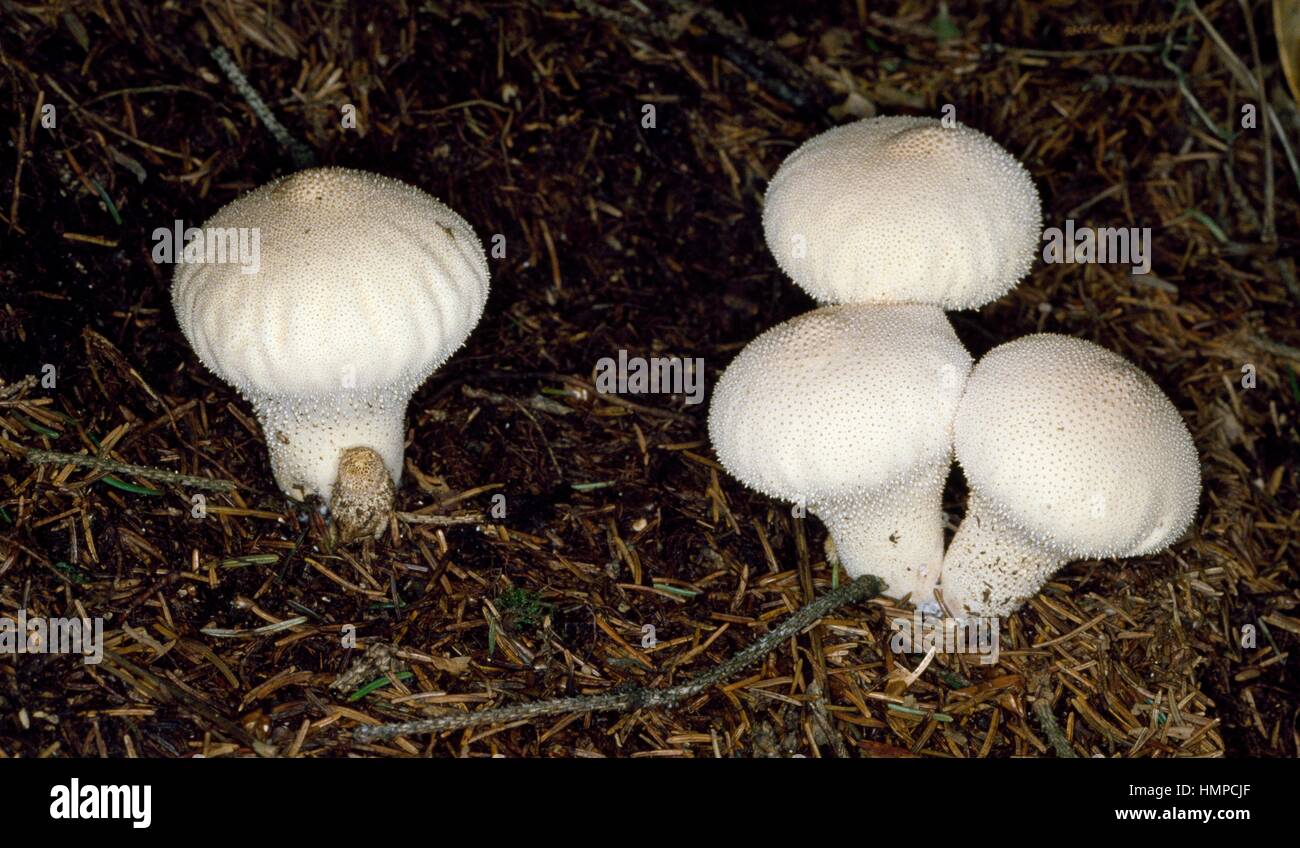 Examples of Common puffball, Warted puffball, Gem-studded puffball or ...