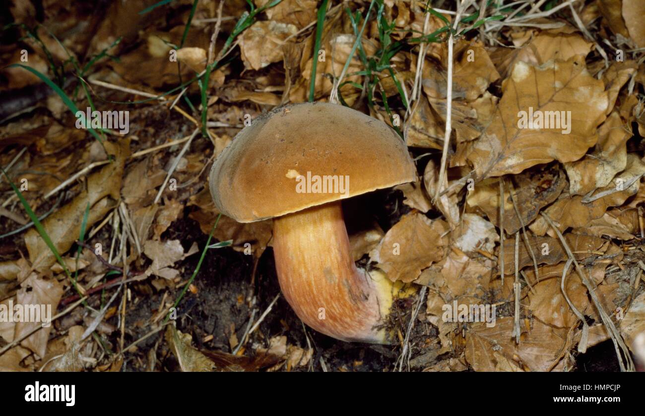 Boletus fechtneri hi-res stock photography and images - Alamy