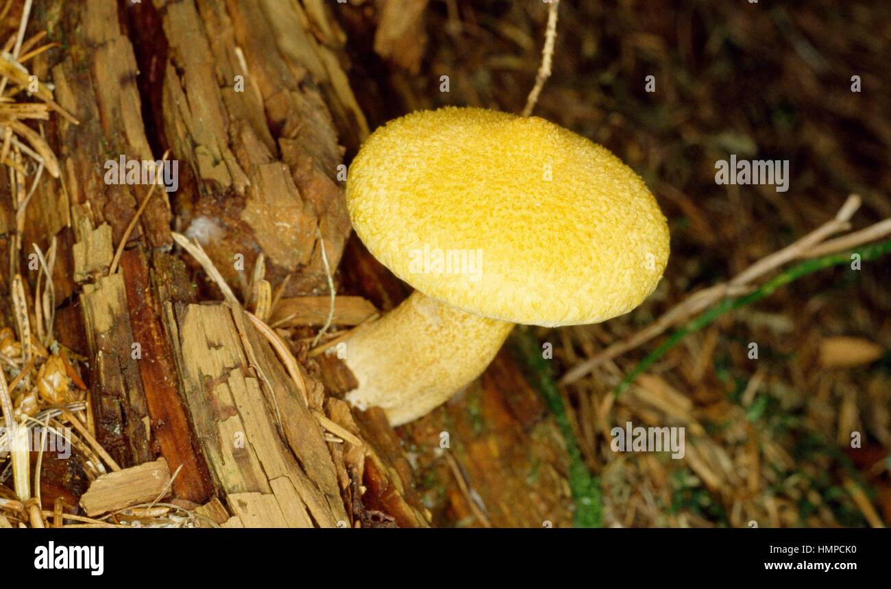 Cortinarius Humicola, Cortinariaceae Stock Photo - Alamy