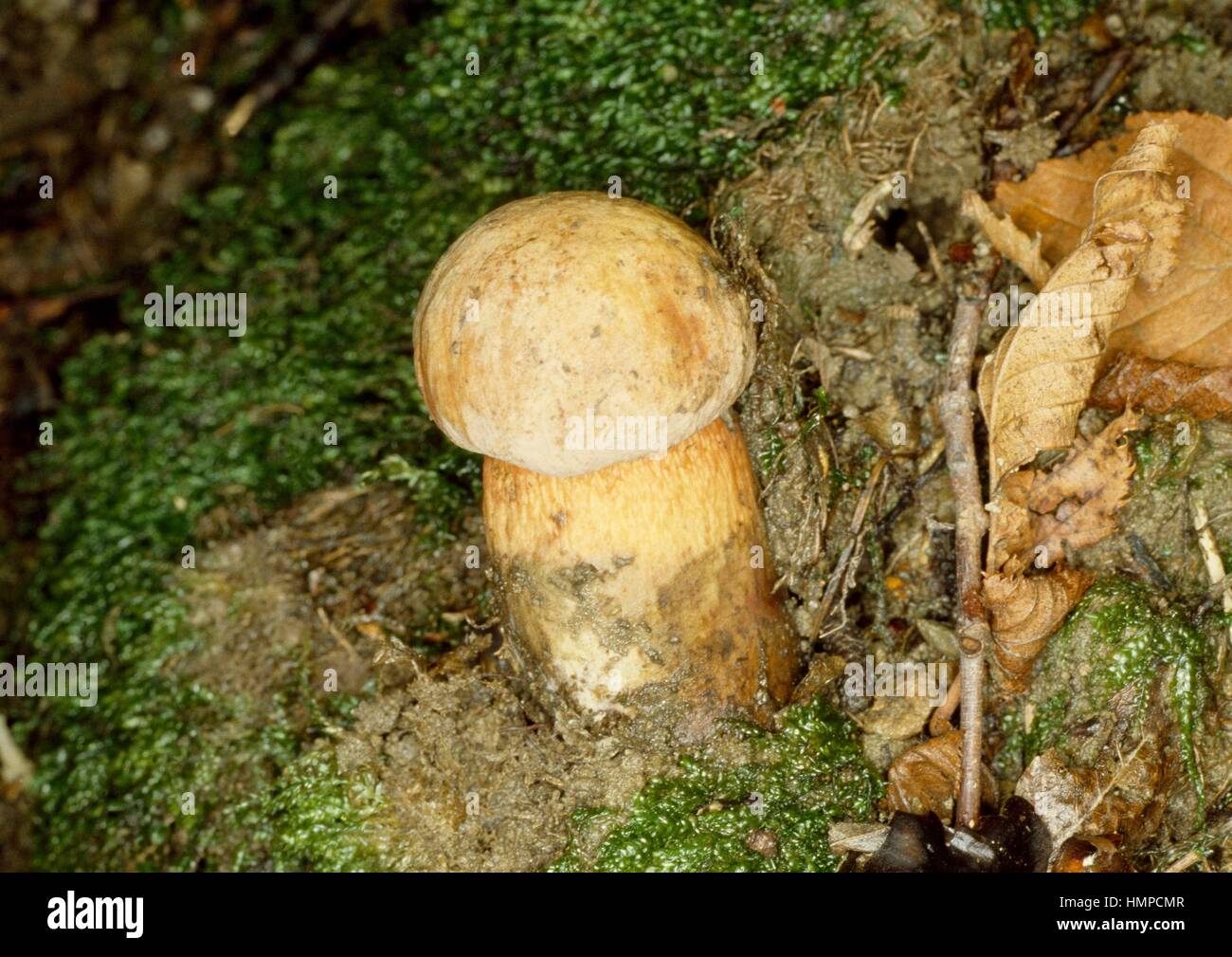 Boletus satanoides hi-res stock photography and images - Alamy
