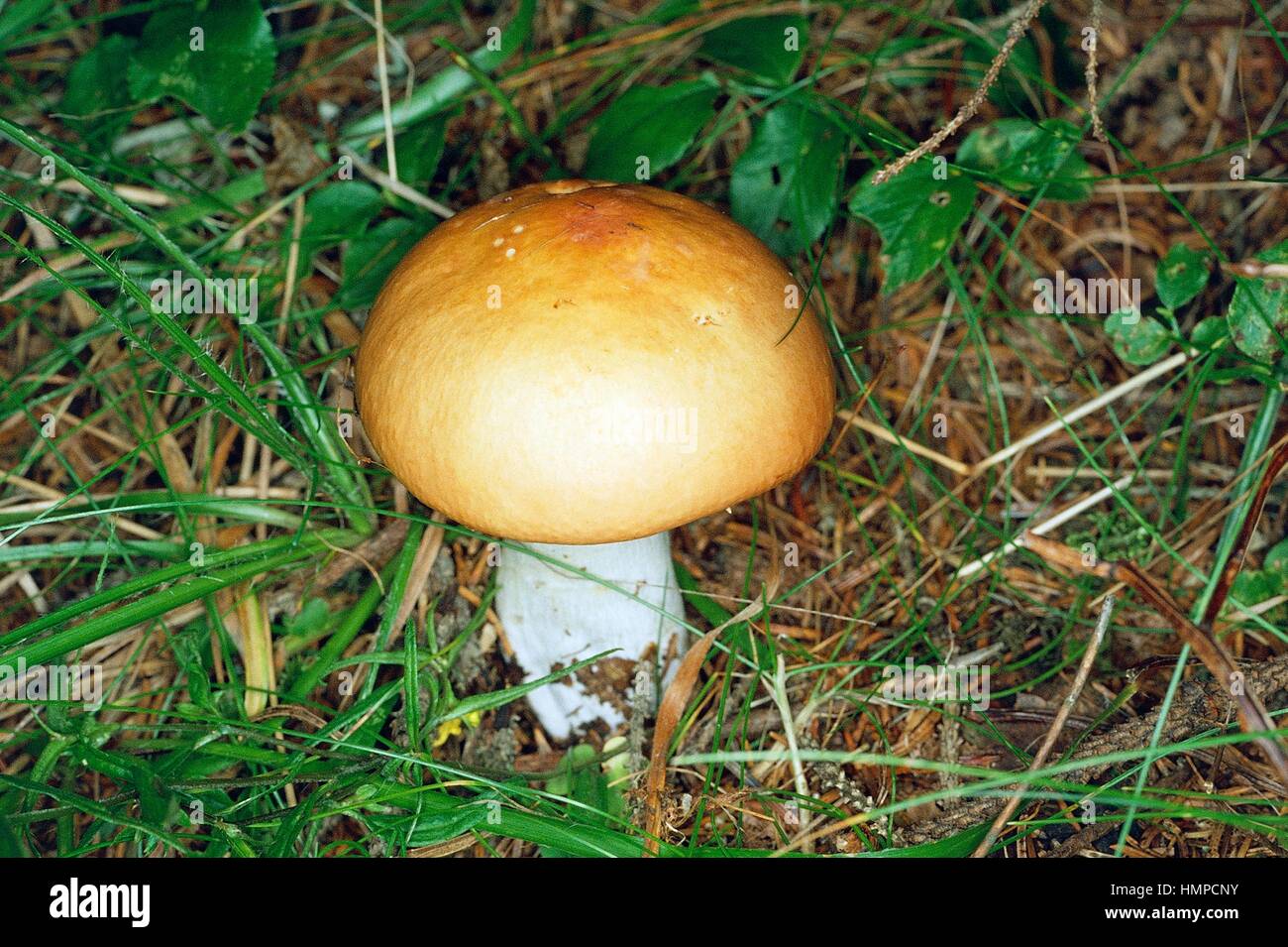 Common Yellow Russula, The Ochre Brittlegill, Russulaceae Stock Photo ...