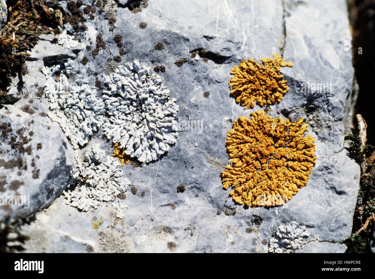 Common Orange Lichen or yellow scale (Xanthoria parietina ...