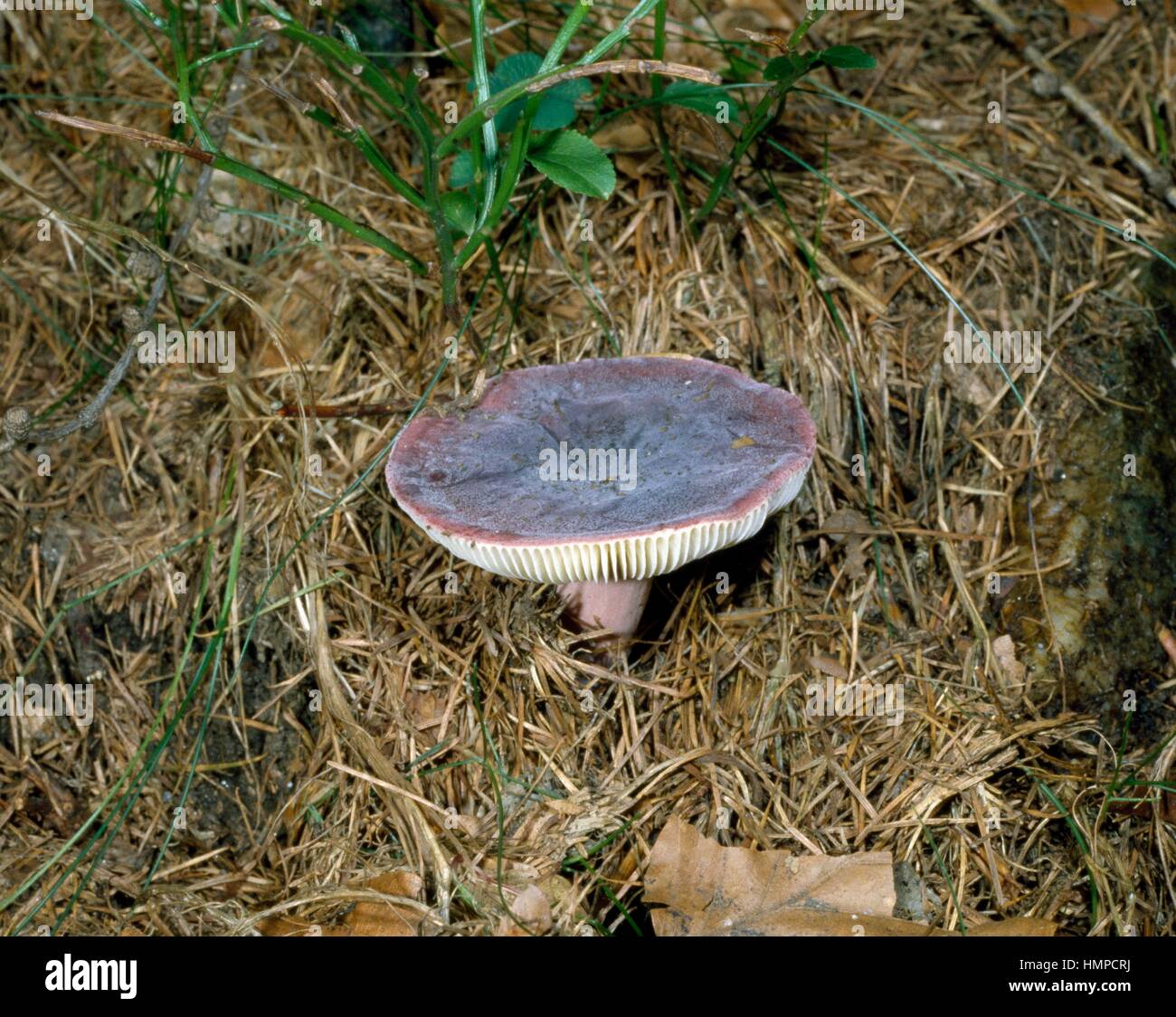 Velvet brittlegill russula violeipes hi-res stock photography and ...