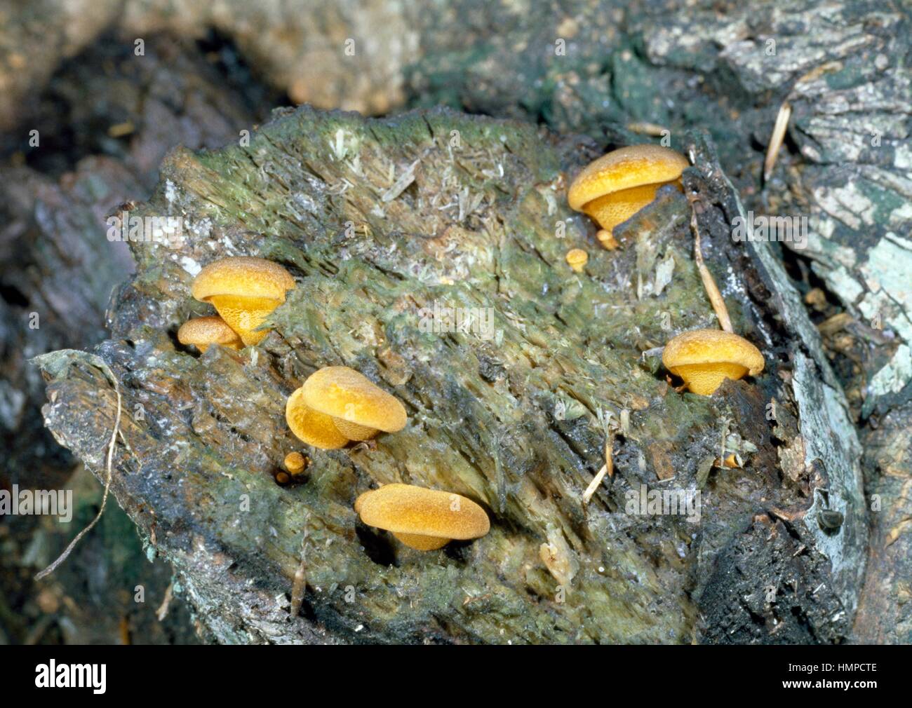 Neolentinus hi-res stock photography and images - Alamy