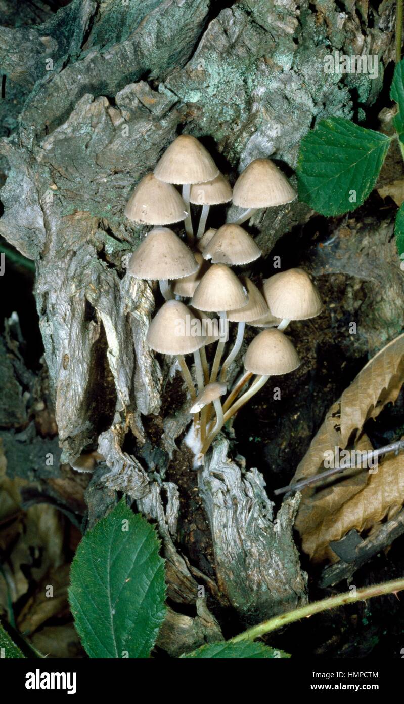 Clustered Bonnet (Mycena inclinata), Tricholomataceae Stock Photo - Alamy