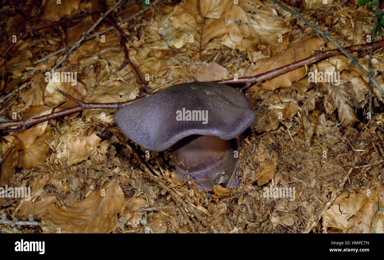 Violet Webcap (Cortinarius violaceus), Cortinariaceae Stock Photo - Alamy