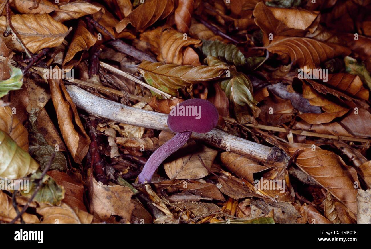 Violet Webcap (Cortinarius violaceus), Cortinariaceae Stock Photo - Alamy