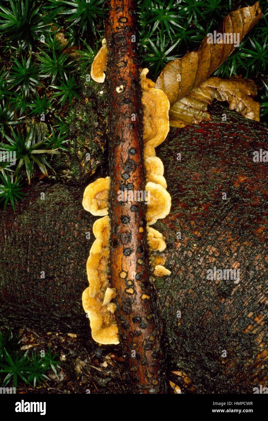 Coriolus hirsutus or Trametes hirsuta, Polyporaceae Stock Photo - Alamy