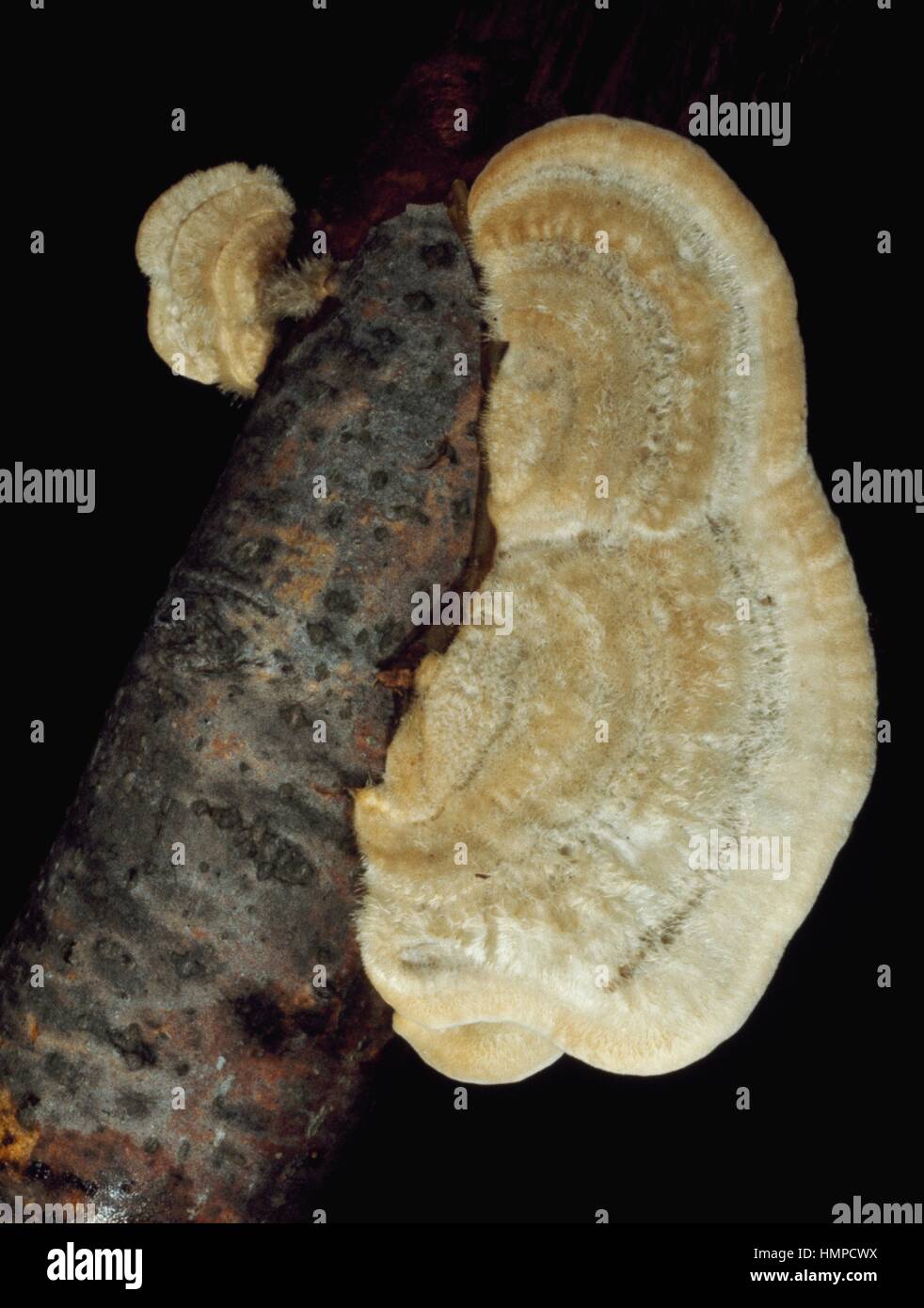 Coriolus hirsutus or Trametes hirsuta, Polyporaceae Stock Photo - Alamy