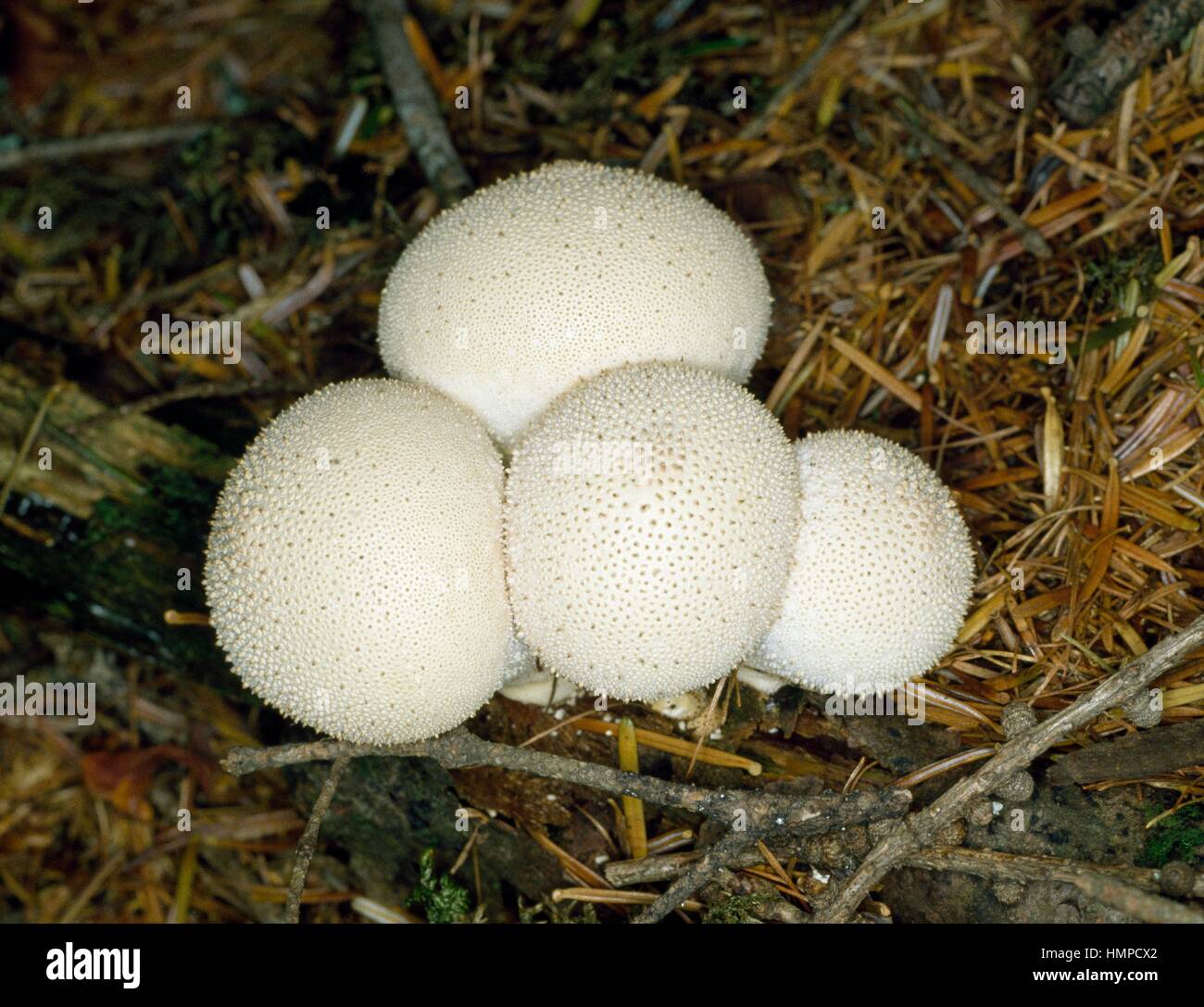 Examples of Common puffball, Warted puffball, Gem-studded puffball or ...