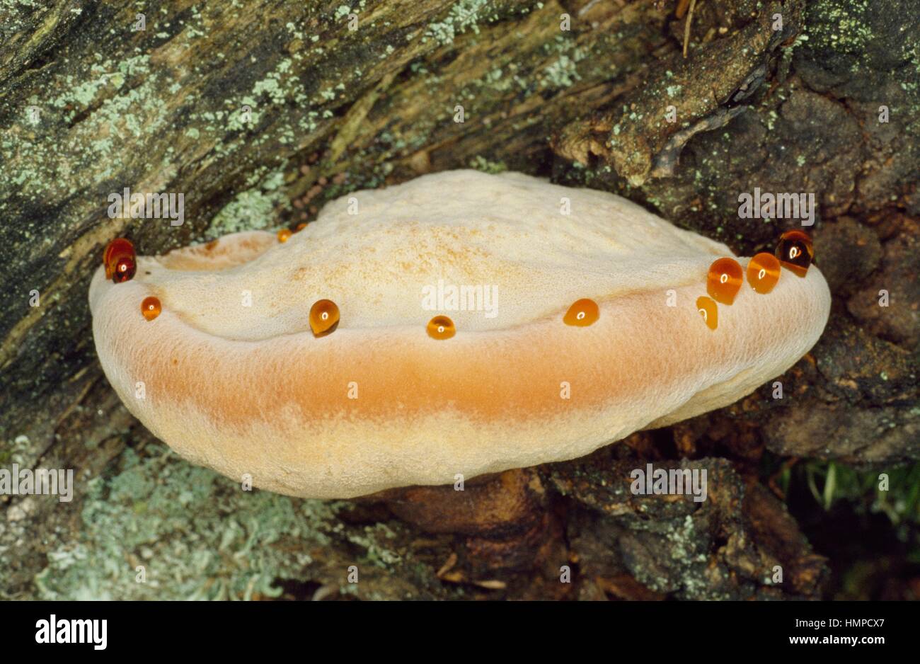 Inonotus hispidus hi-res stock photography and images - Alamy