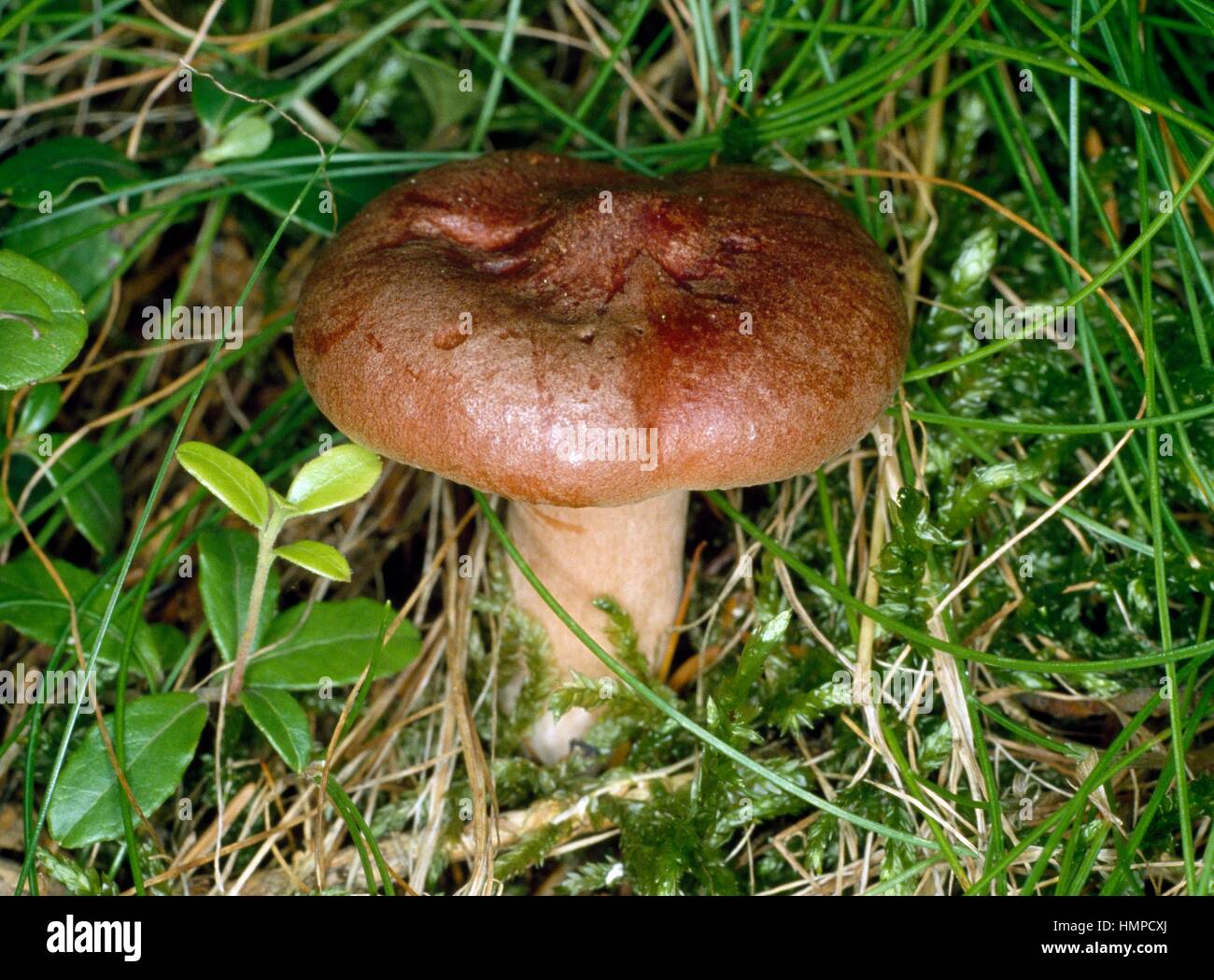 Red hot lactarius lactarius rufus hi-res stock photography and images ...