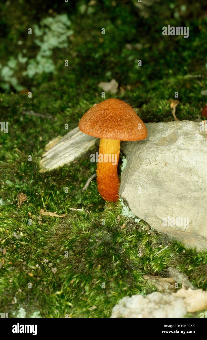 Fool's webcap (Cortinarius orellanus), Cortinariaceae Stock Photo - Alamy