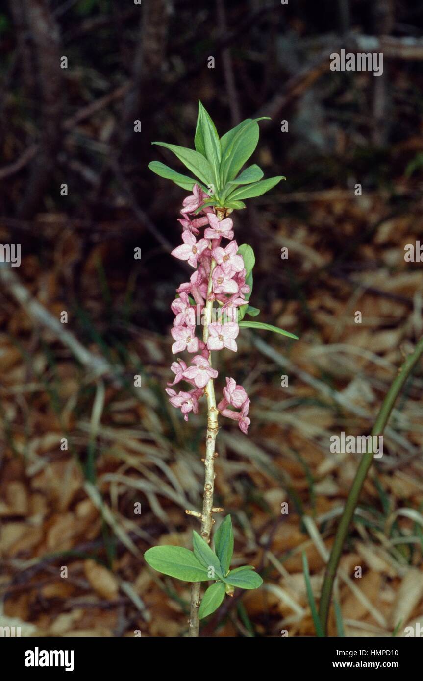 Mezereon (Daphne mezereum), Thymelaeaceae Stock Photo - Alamy