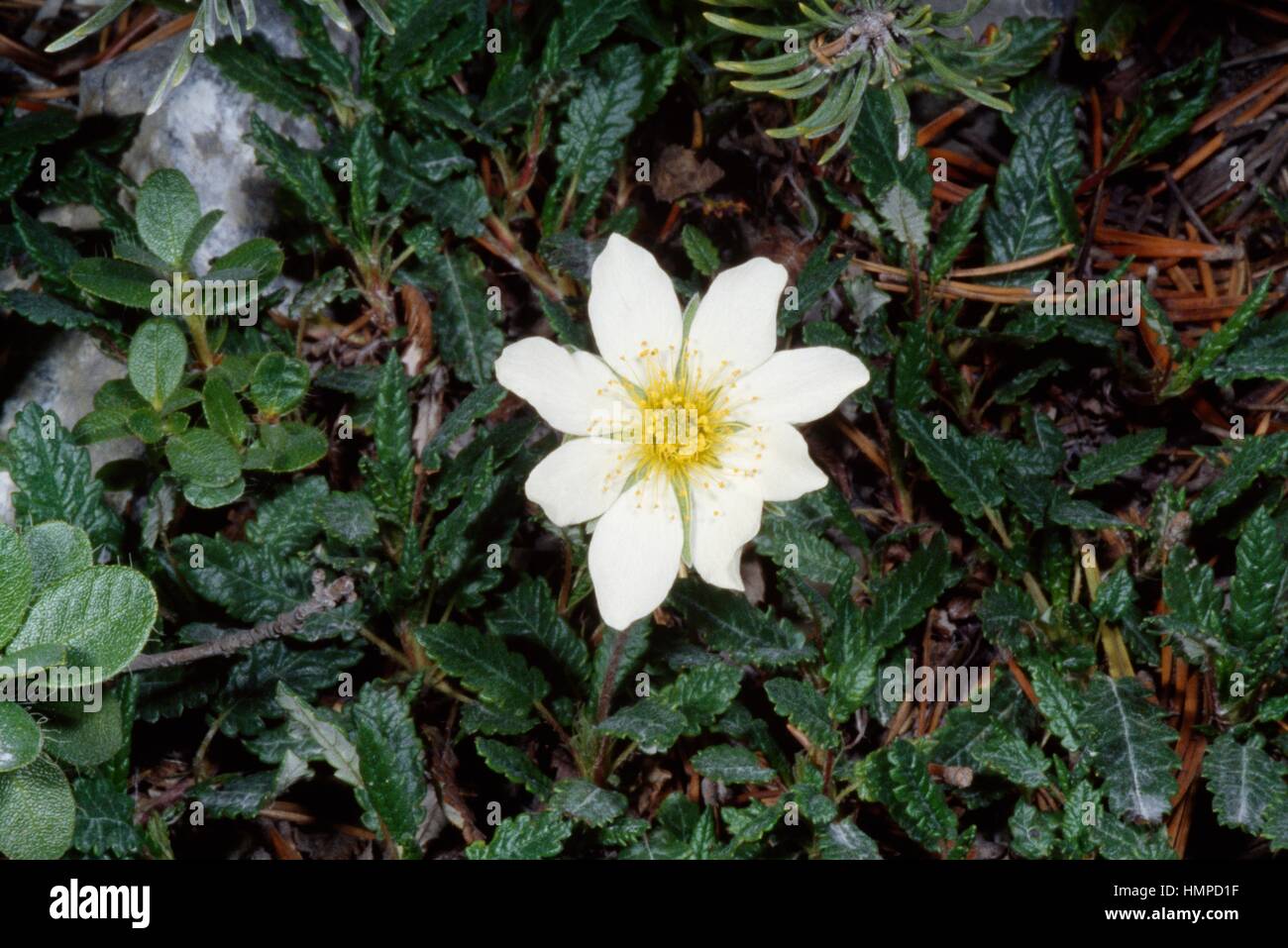White dryas dryad hi-res stock photography and images - Alamy