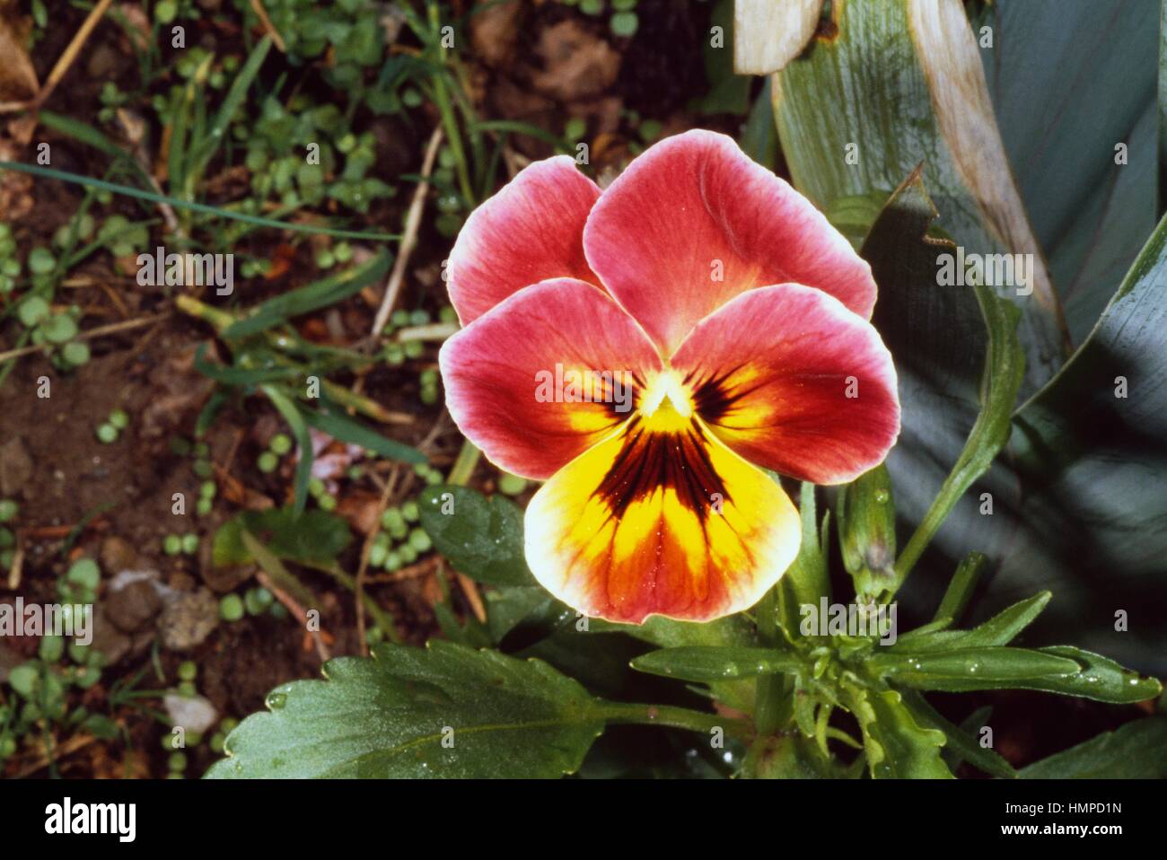 Wild pansy (Viola tricolor hortensis), Violaceae Stock Photo - Alamy