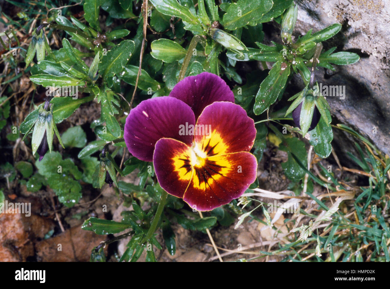 Viola Tricolor Wild High Resolution Stock Photography and Images - Alamy