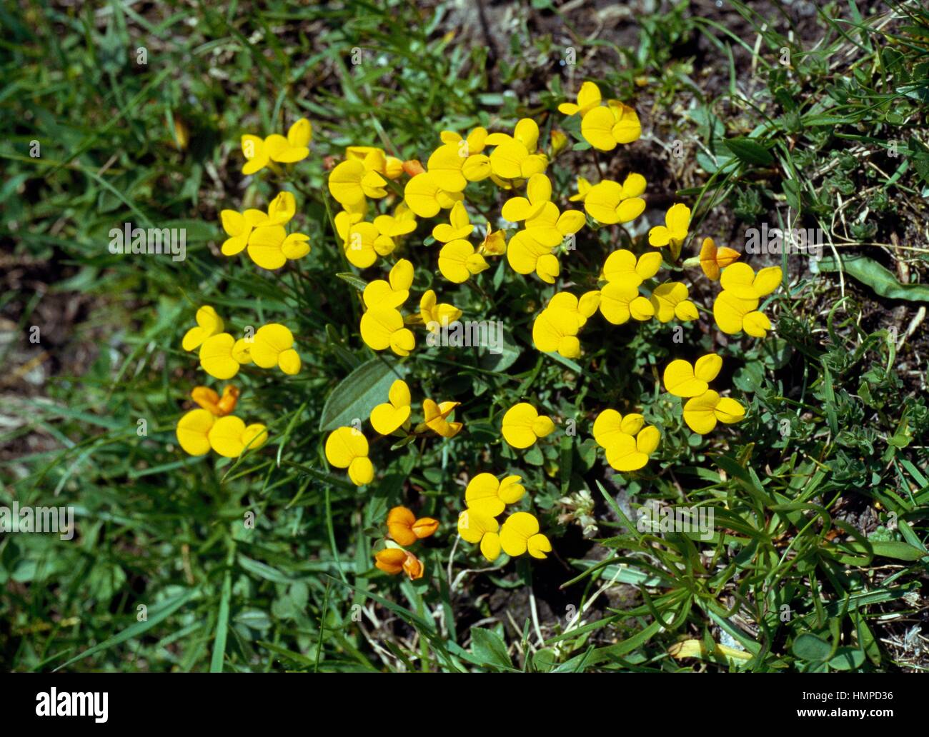 Purple Clover Honeysuckle