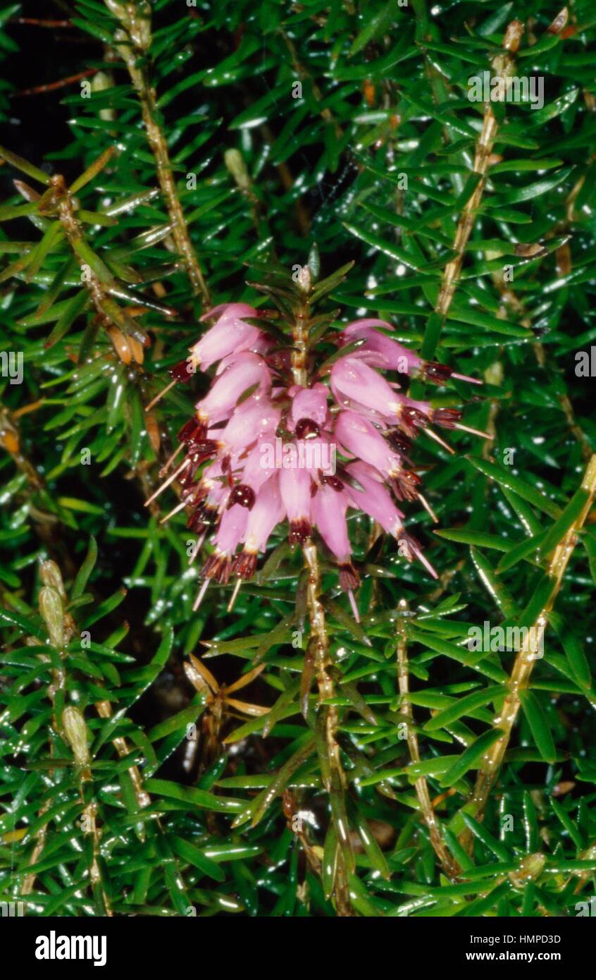 Winter Heath (Erica carnea), Ericaceae Stock Photo - Alamy