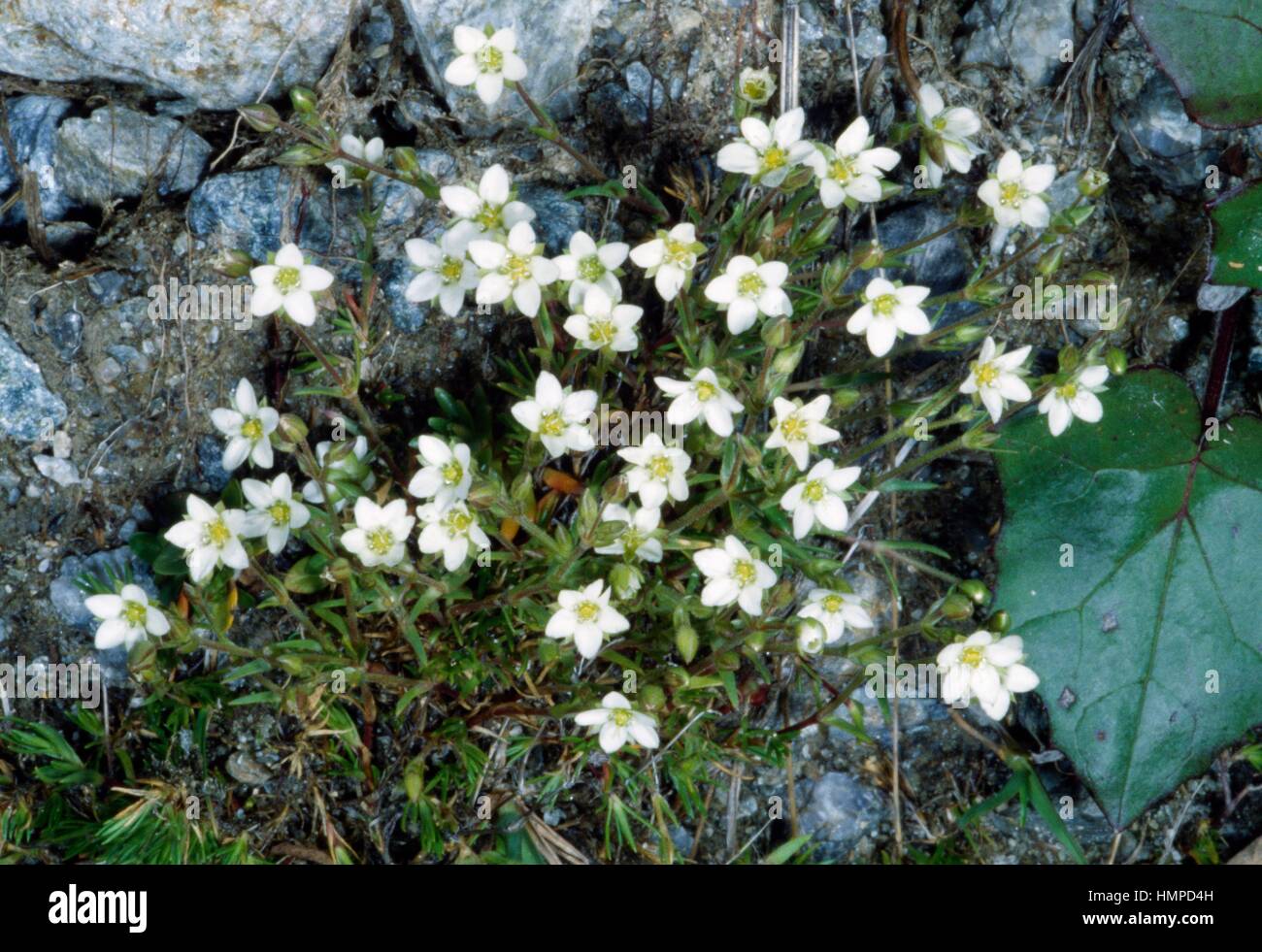 Rough saxifrage hi-res stock photography and images - Alamy