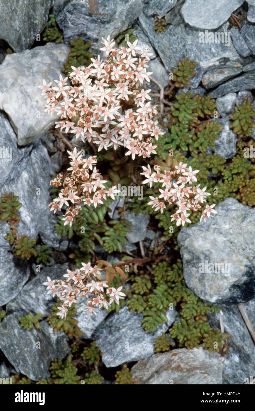 White Stonecrop (Sedum album), Crassulaceae Stock Photo - Alamy