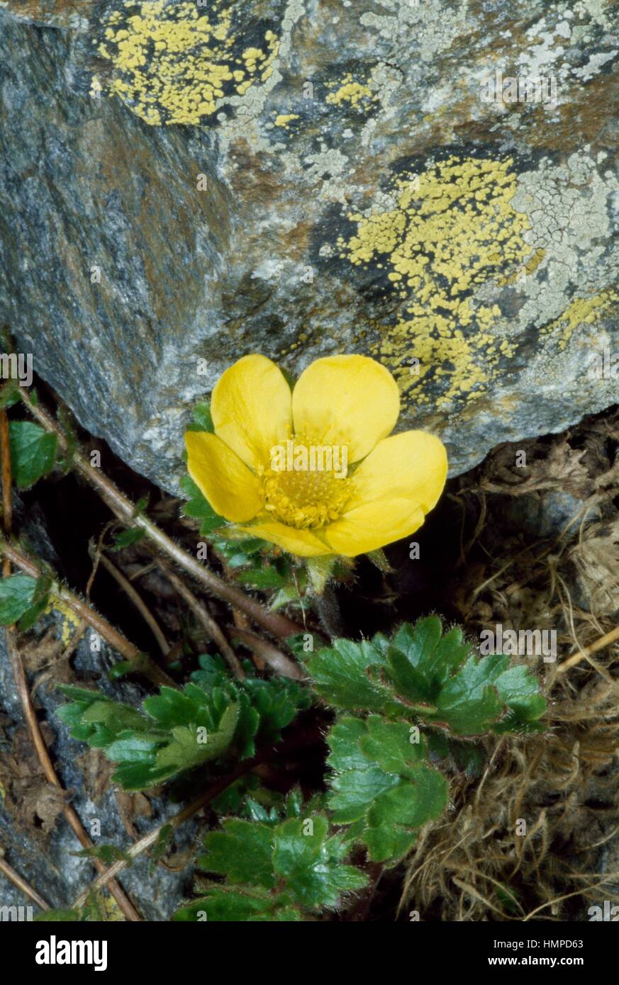 Geum reptans hi-res stock photography and images - Alamy