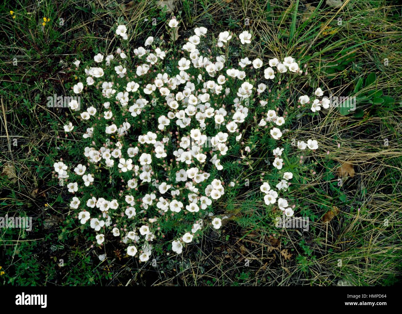 Large bittercress (Cardamine amara), Brassicaceae Stock Photo - Alamy