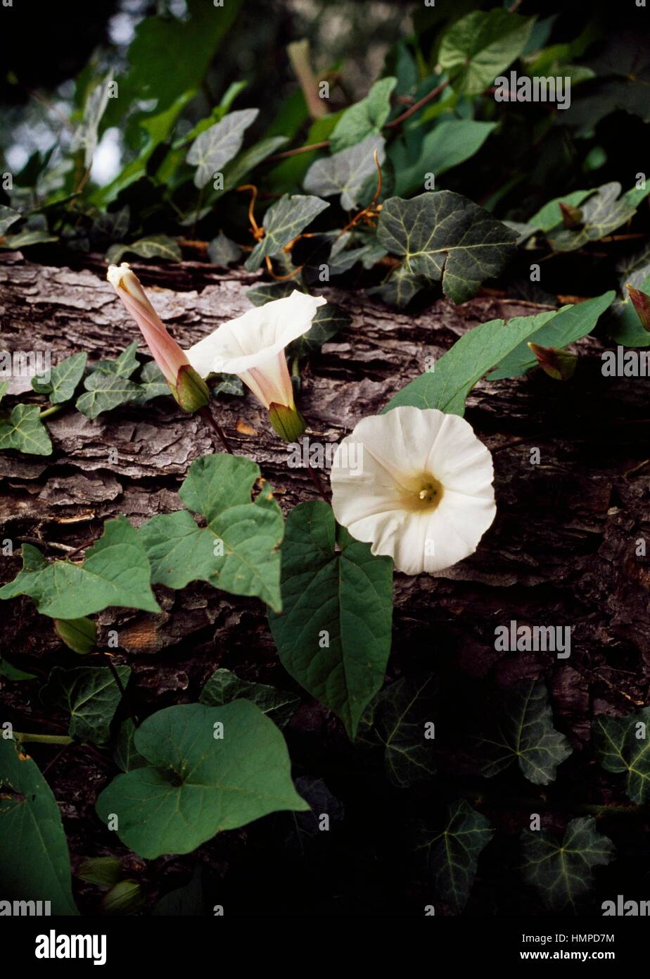 Hedge bindweed (Convolvulus sepium), Convolvulaceae Stock Photo - Alamy