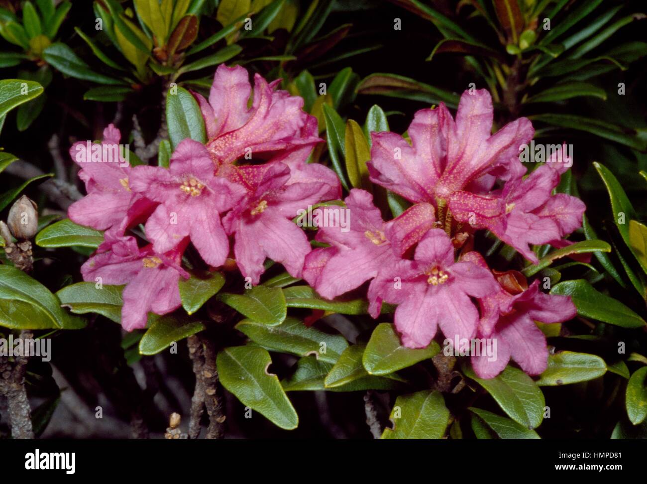 Alpenrose (Rhododendron ferrugineum), Ericaceae Stock Photo - Alamy