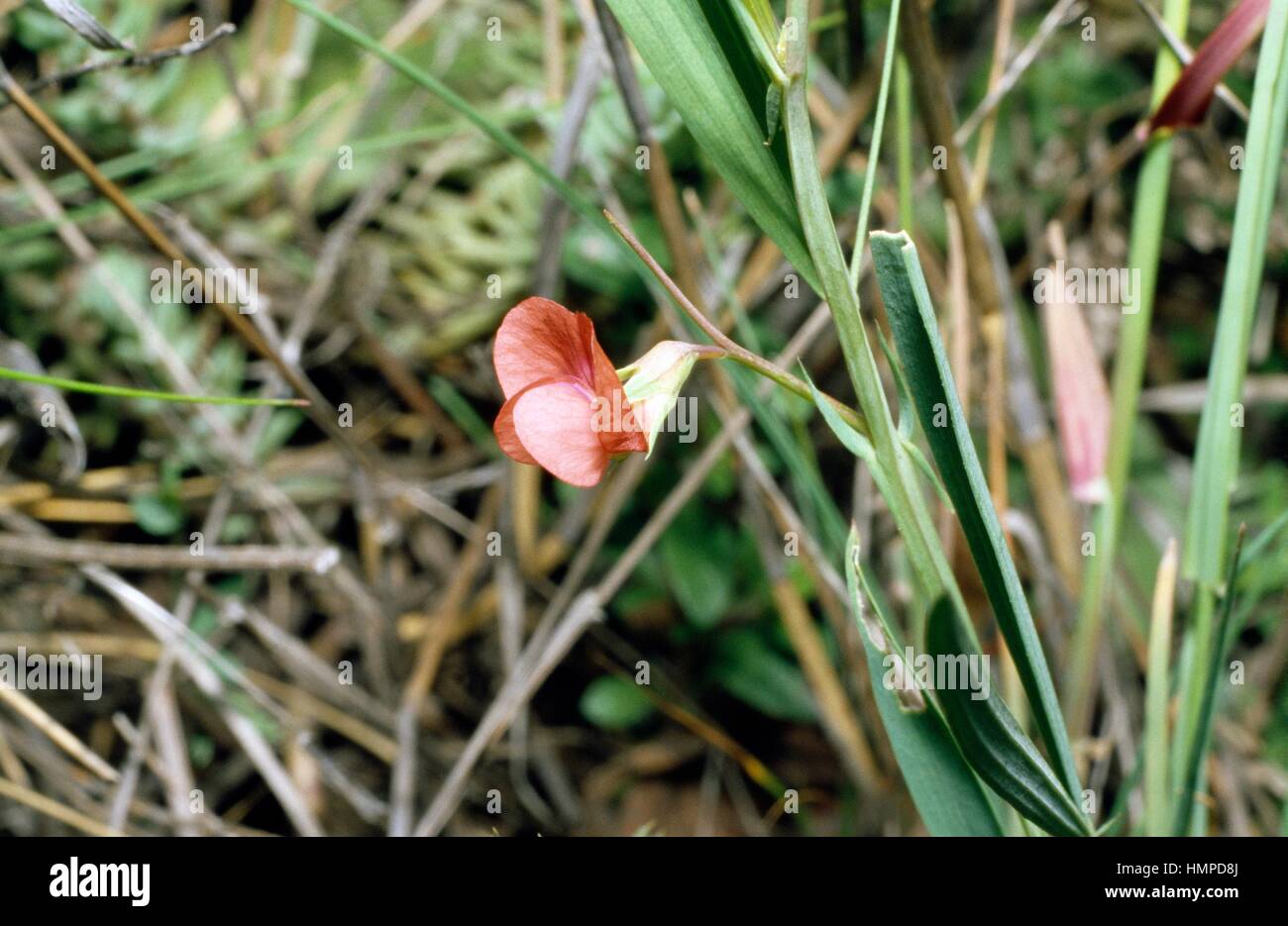 Grass Vetchling (Lathyrus nissolia), Fabaceae Stock Photo - Alamy