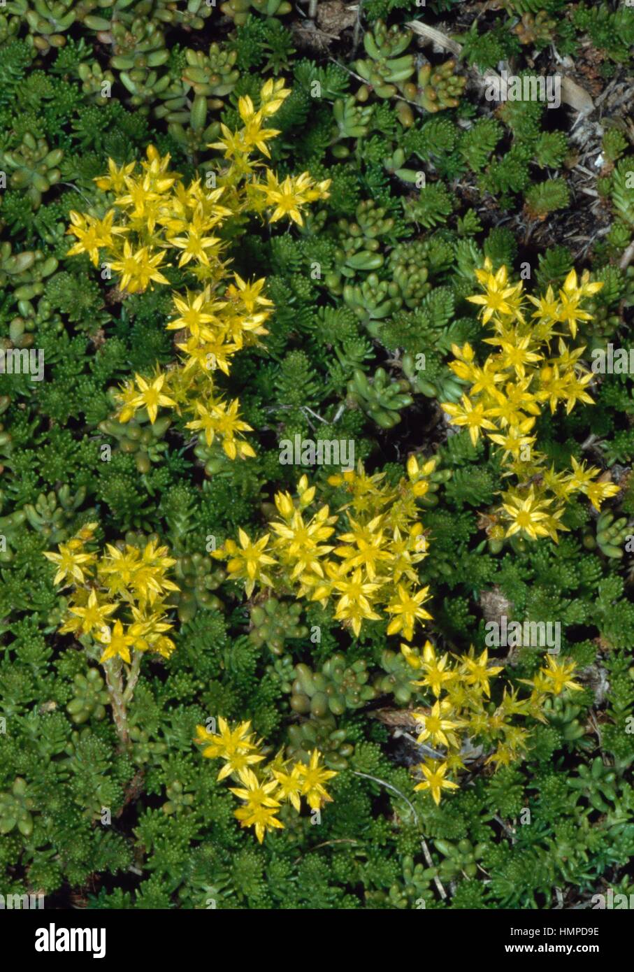 Common stonecrop sedum acre hi-res stock photography and images - Alamy