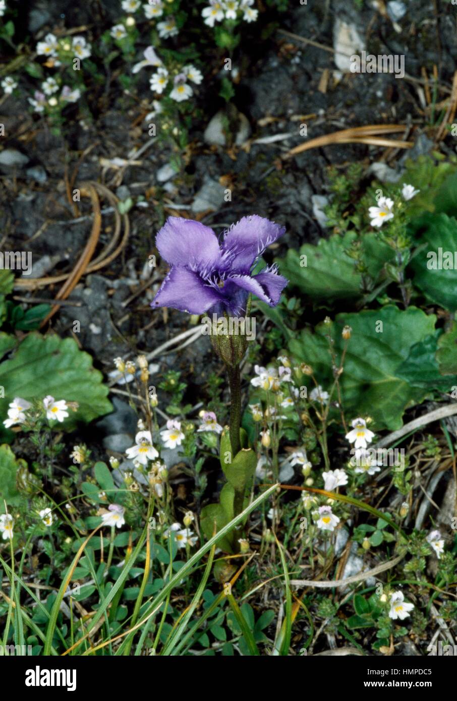 Fringed gentian (Gentianella ciliata or Gentiana ciliata), Gentianaceae ...