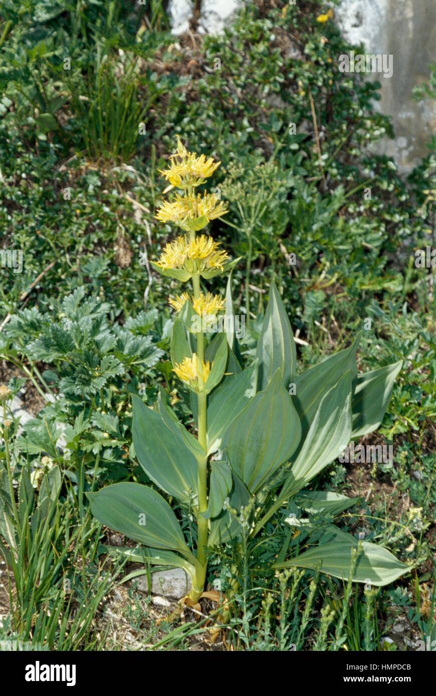 Great yellow gentian or Yellow Gentian (Gentiana lutea), Gentianaceae ...