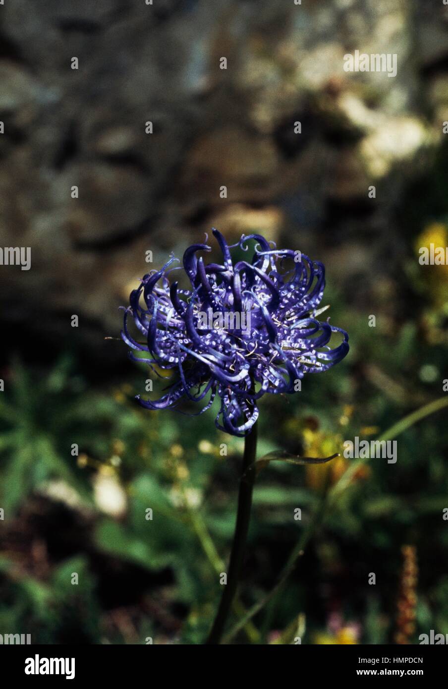 Round-headed rampion or Pride of Sussex (Phyteuma orbiculare ...