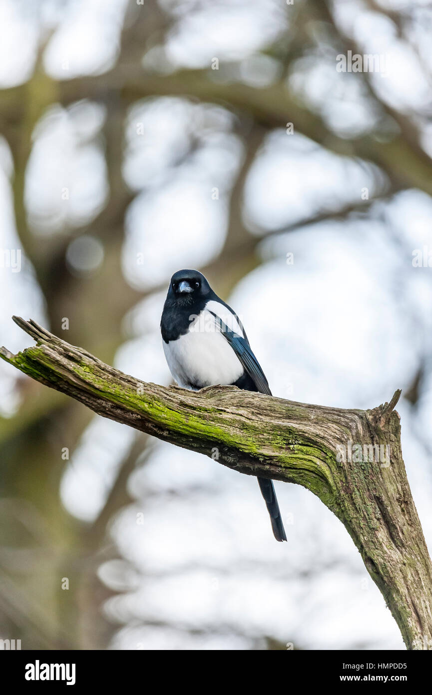 Magpie reserve hi-res stock photography and images - Alamy