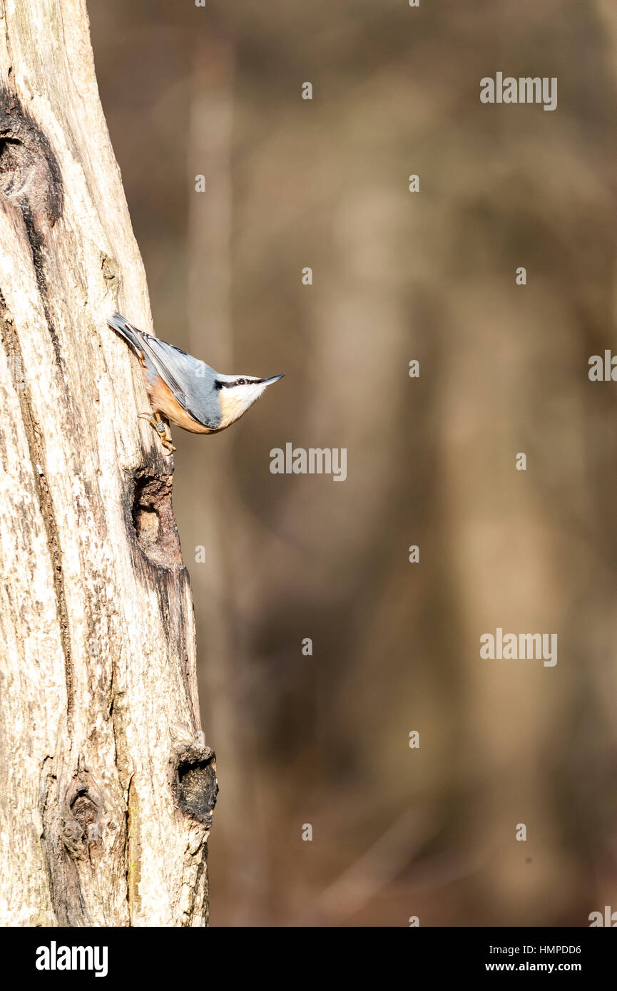 Eurasian nuthatches hi-res stock photography and images - Alamy