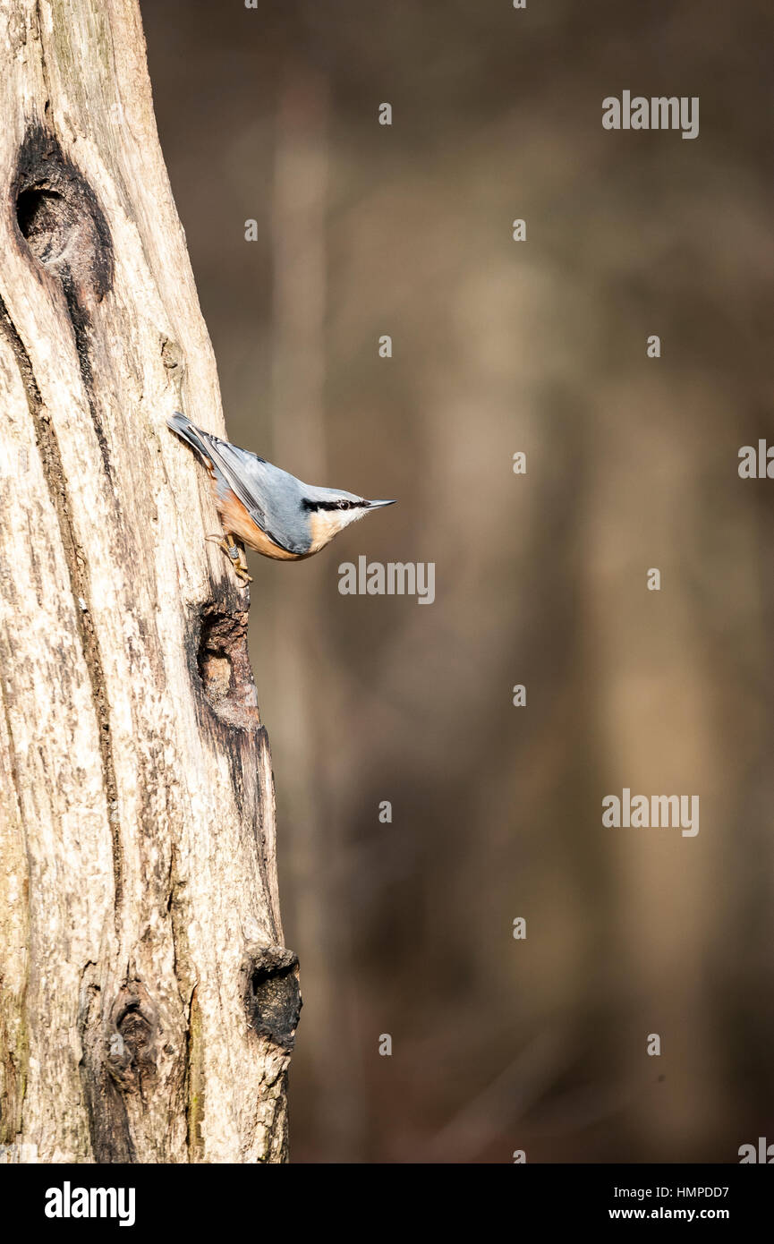 Nuthatch on a tree Stock Photo - Alamy