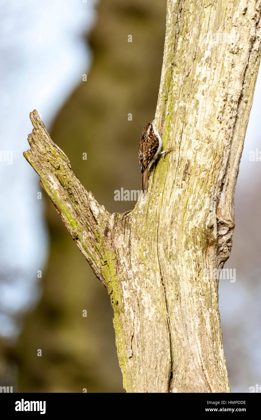 Treecreeper uk hi-res stock photography and images - Alamy