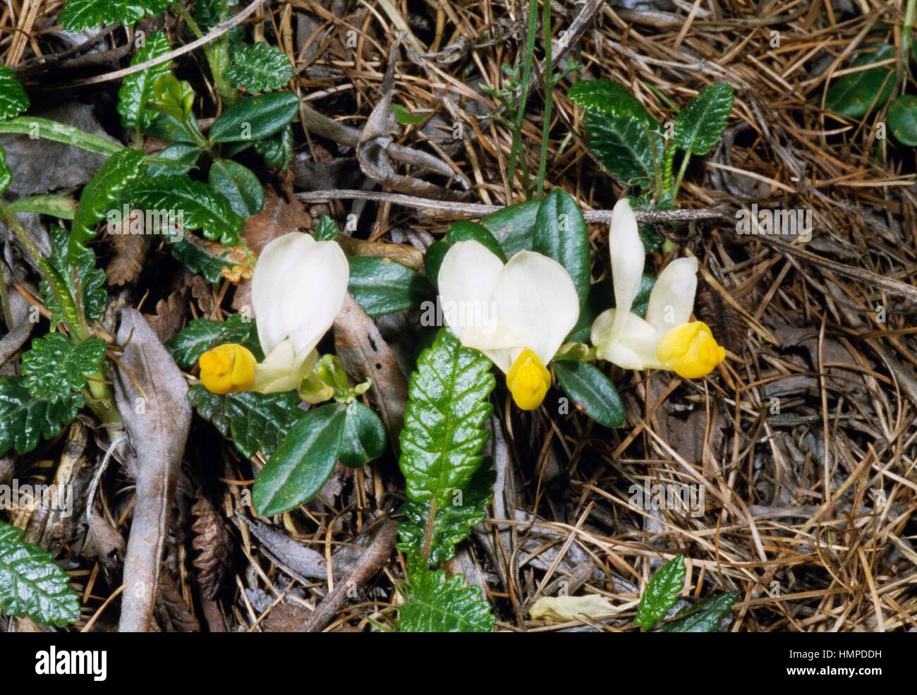 Shrubby milkwort (Polygala chamaebuxus), Polygalaceae Stock Photo - Alamy