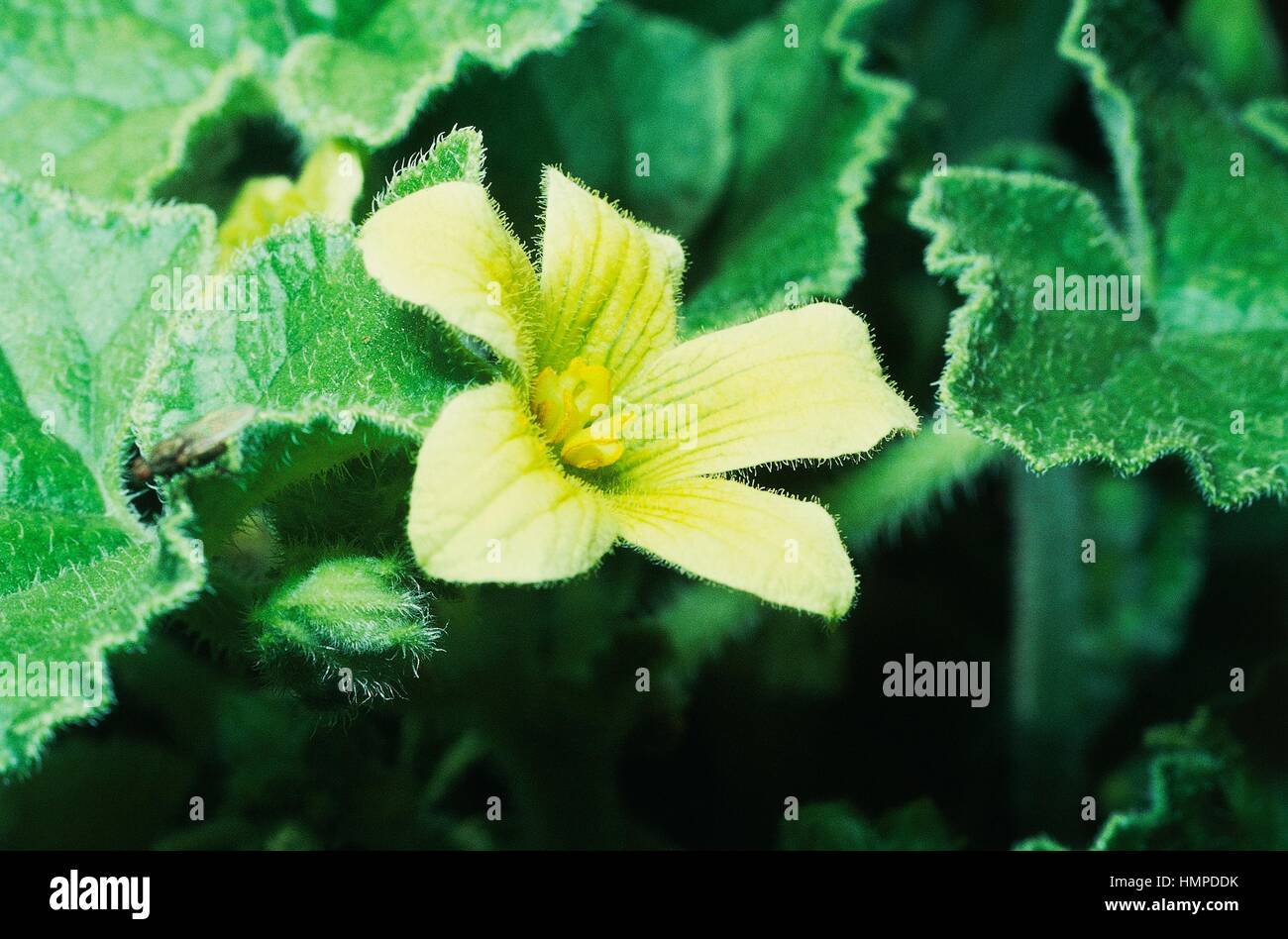 Exploding cucumber hi-res stock photography and images - Alamy